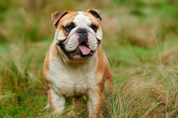 Famous Bossy Bulldogs That Left Their Mark on the World